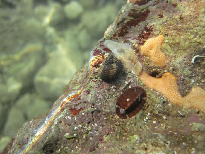 Meeresschnecken in Kroatien – Kroatiens Fauna und Flora