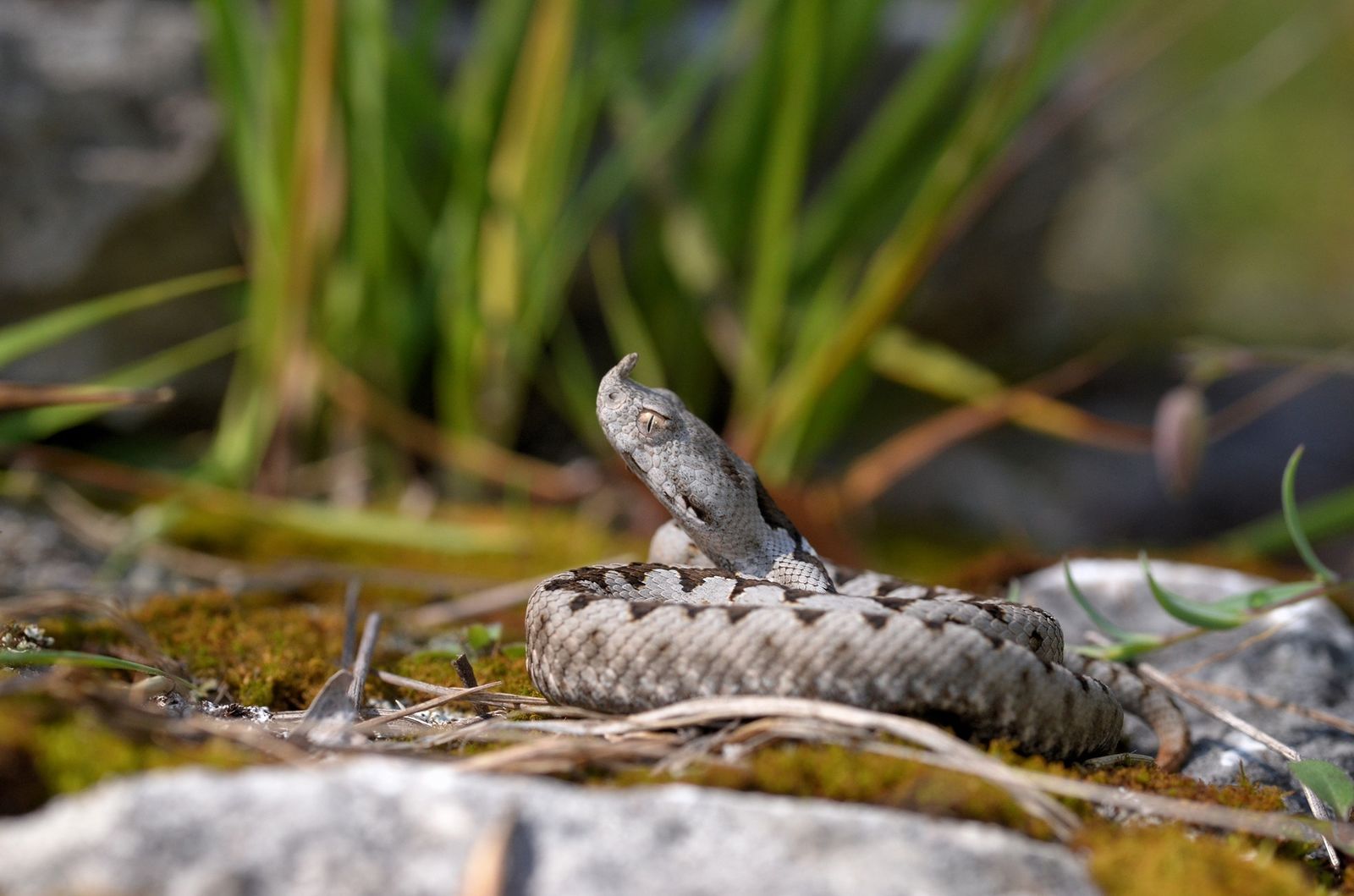 Datei:190905 Poskok von Werner Kalopp.jpg – Kroatiens Fauna und Flora