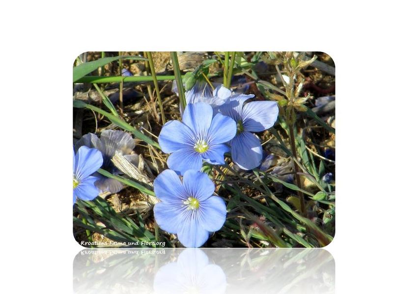 Die Flora Kroatiens – Kroatiens Fauna und Flora