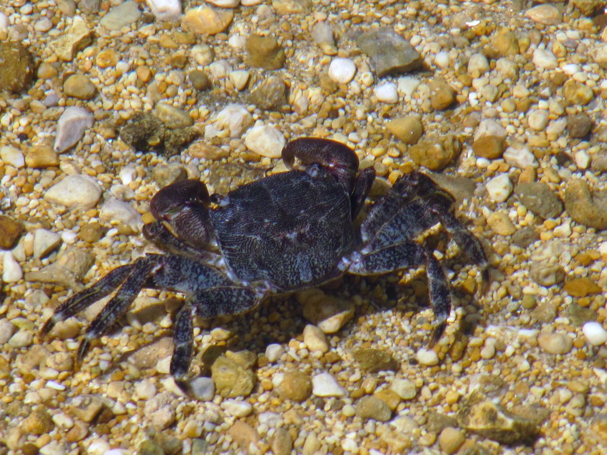 Pachygrapsus marmoratus Fabricius, 1787 – Kroatiens Fauna und Flora